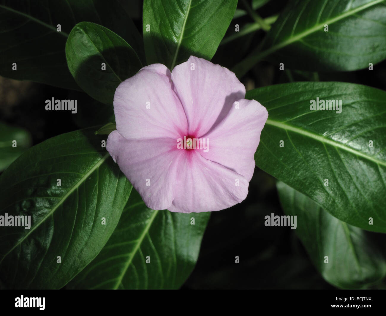 Catharanthus roseus hi-res stock photography and images - Alamy
