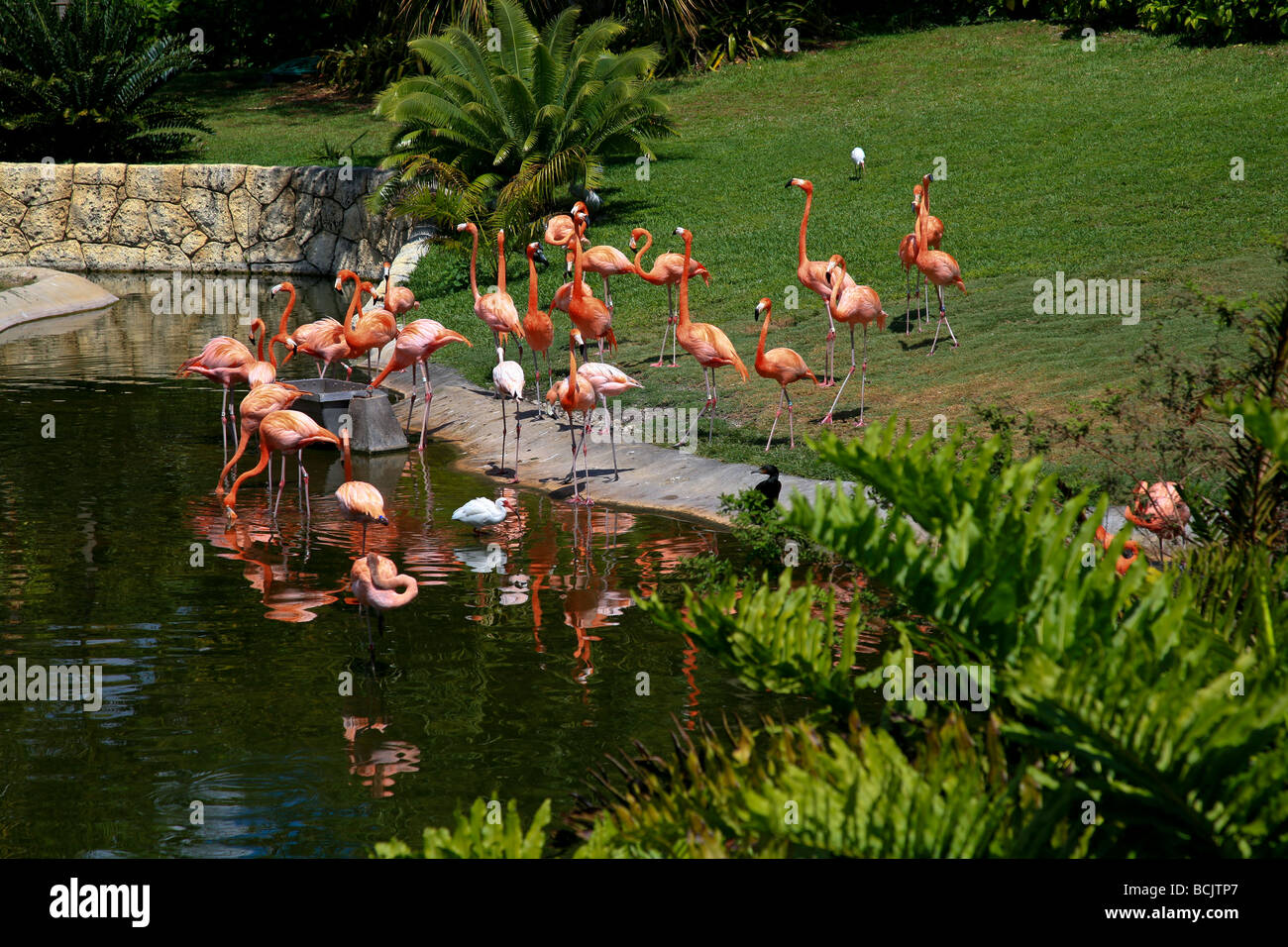 Flamingos in captivity in a Park in Florida,USA;America Stock Photo - Alamy
