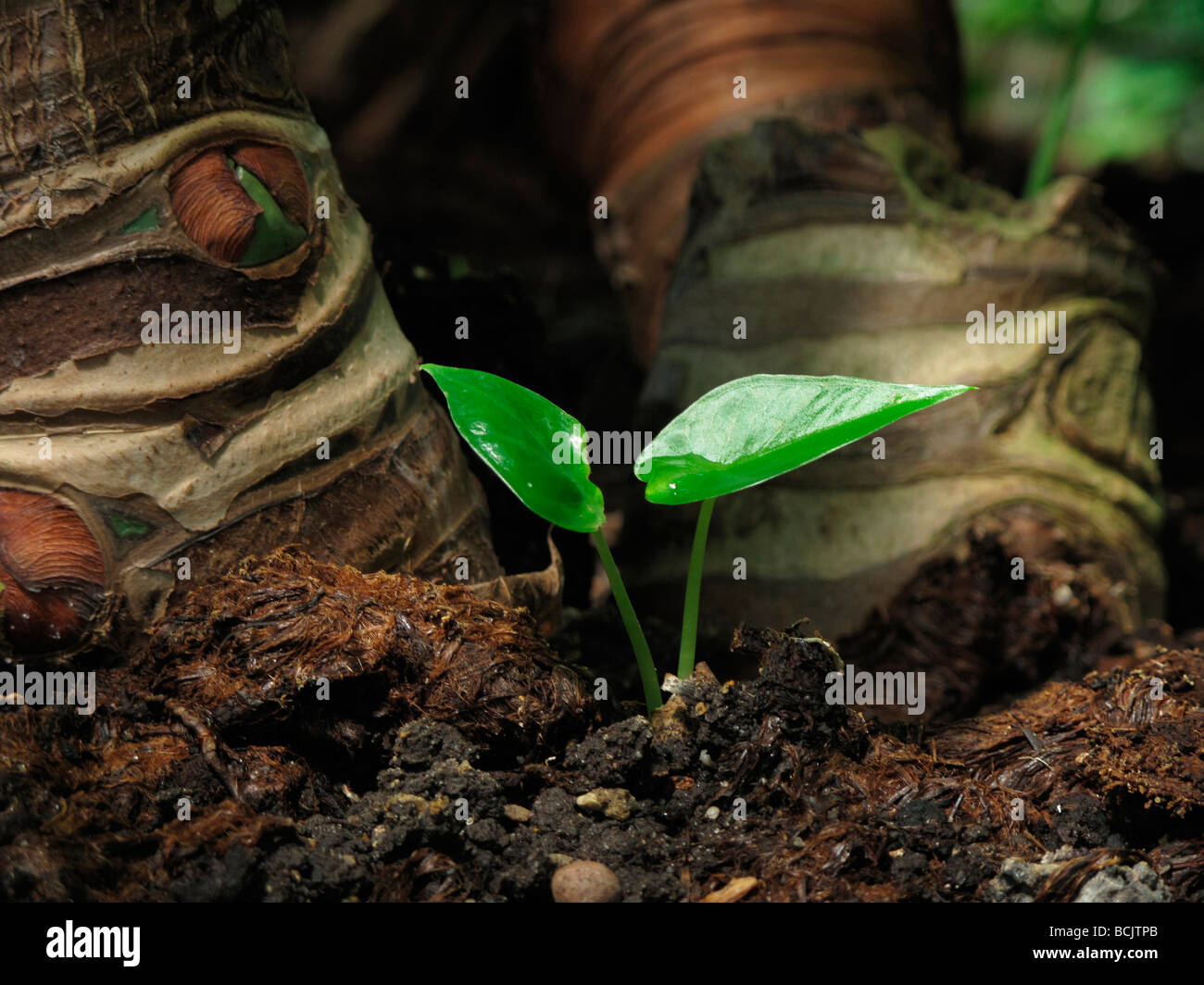 Grow potential hi-res stock photography and images - Alamy