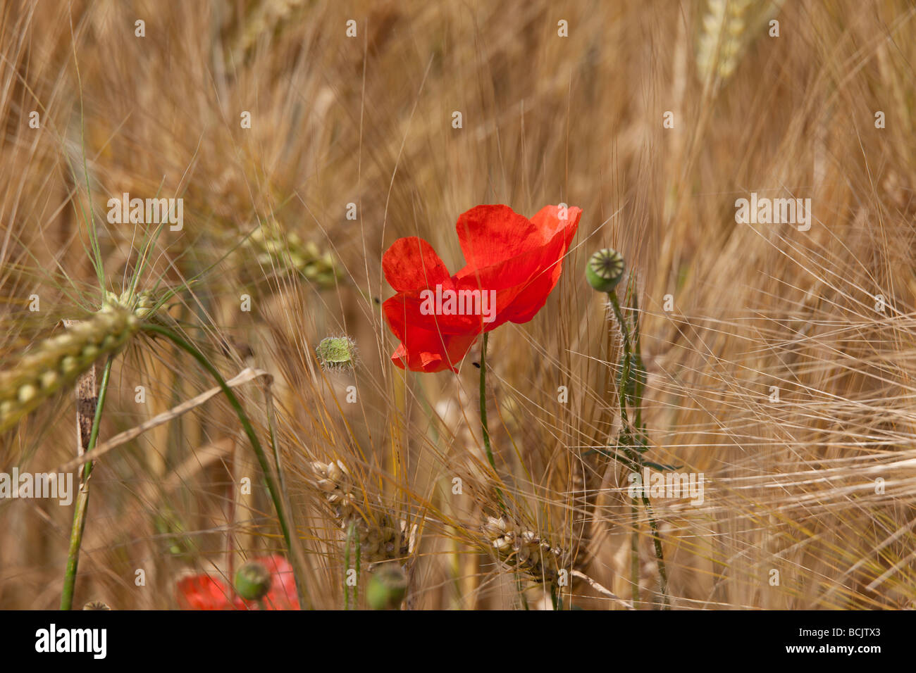 Papaveraceae hi-res stock photography and images - Alamy