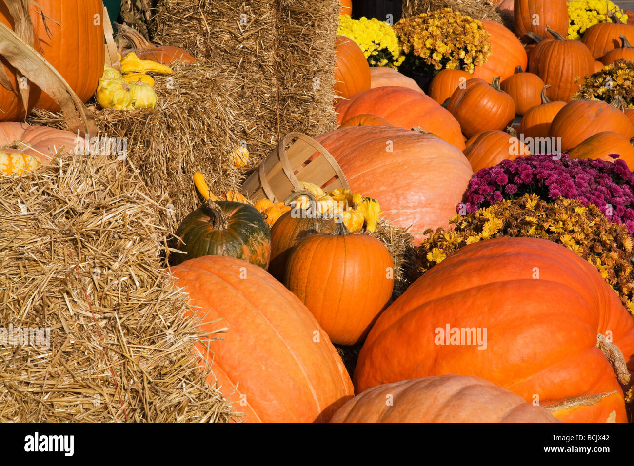 Display of pumpkins hi-res stock photography and images - Alamy