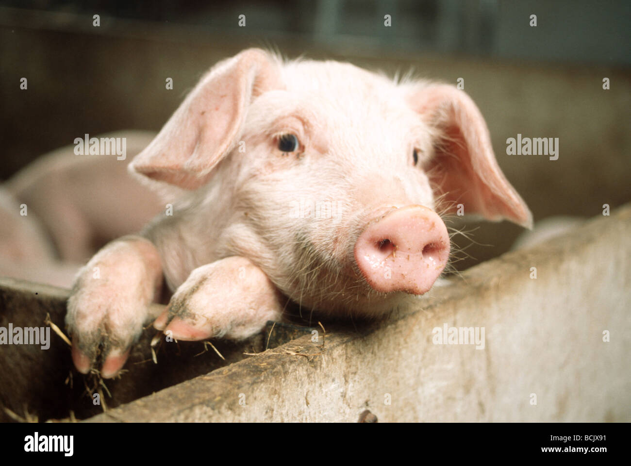 Piggeries hi-res stock photography and images - Alamy