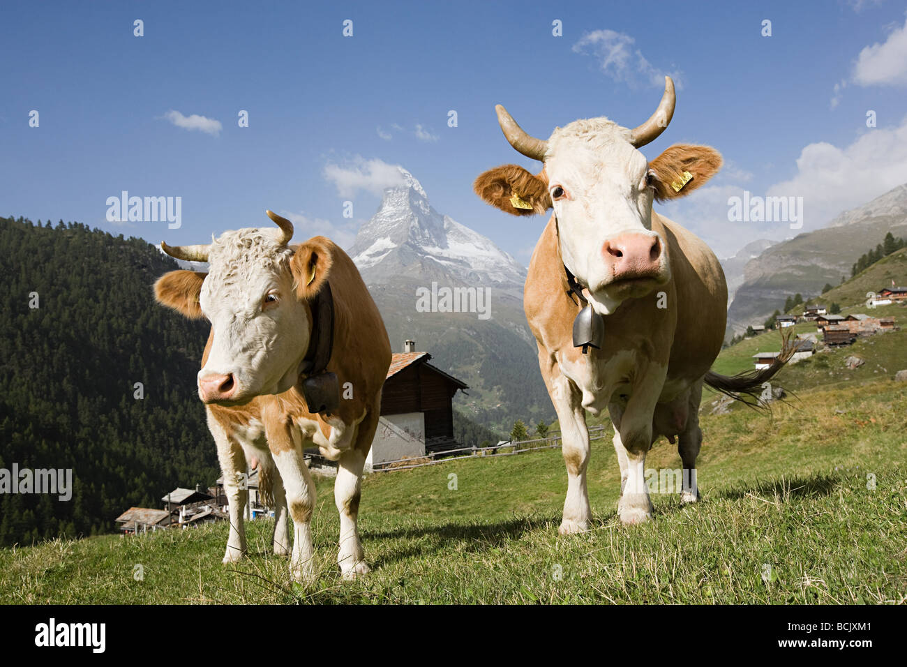 Two cows on a hillside Stock Photo - Alamy