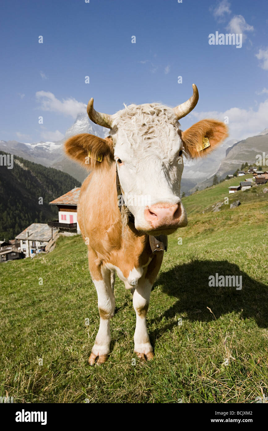 Matterhorn peak cow hi-res stock photography and images - Alamy