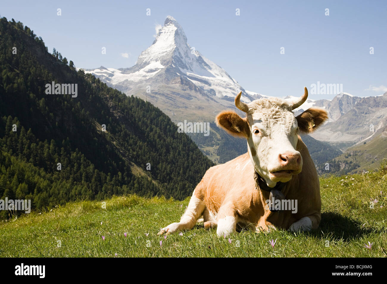 Bull anatomy hi-res stock photography and images - Alamy