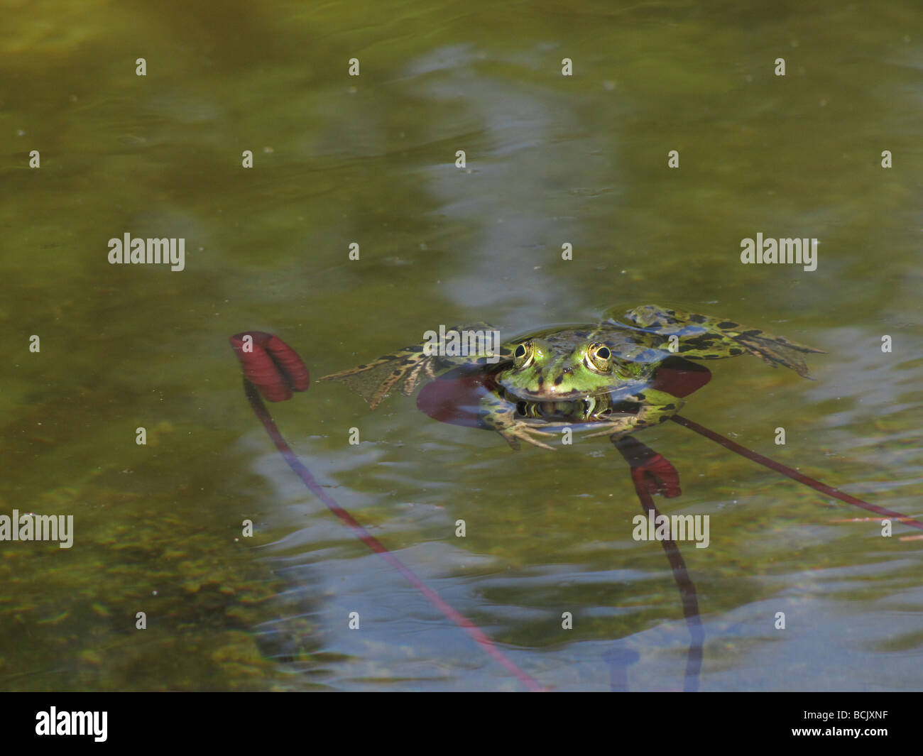 Frog croaking hi-res stock photography and images - Alamy