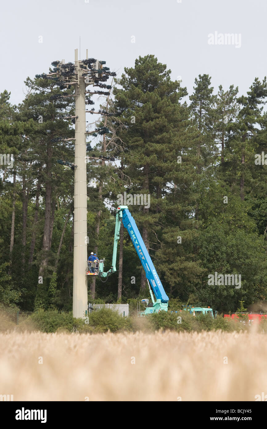 Workers Carrying Out Maintenance On A Mobile Phone Mast Disguised As A ...