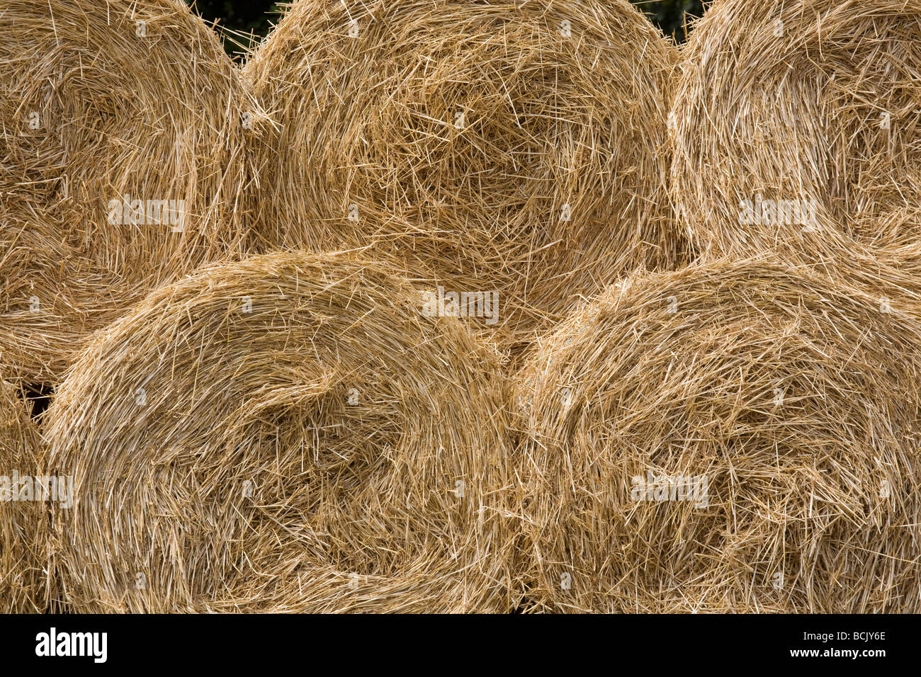 Barley Hay
