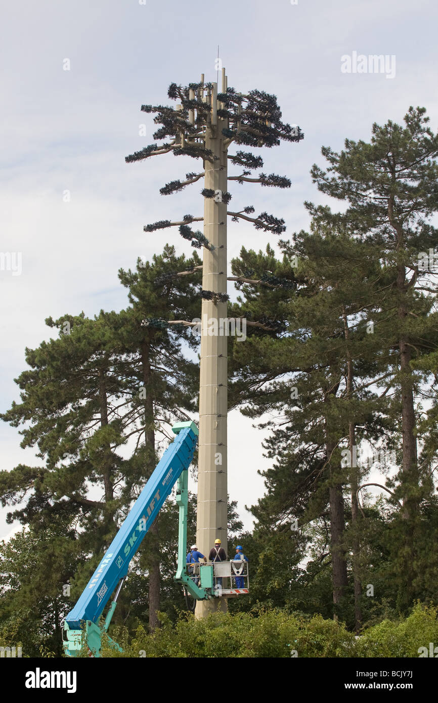 Workers Carrying Out Maintenance On A Mobile Phone Mast Disguised As A ...