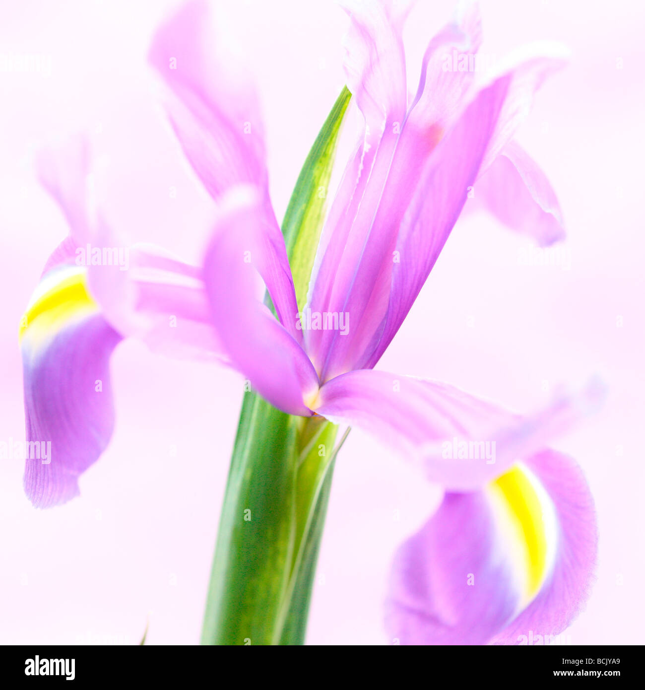 purple iris on white fresh and contemporary fine art photography Jane ...