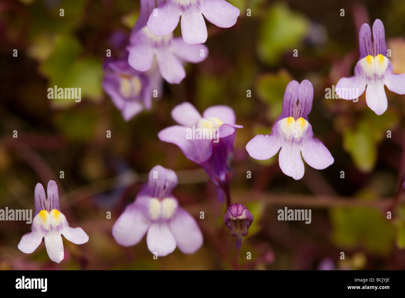 Creeping toadflax hi-res stock photography and images - Alamy
