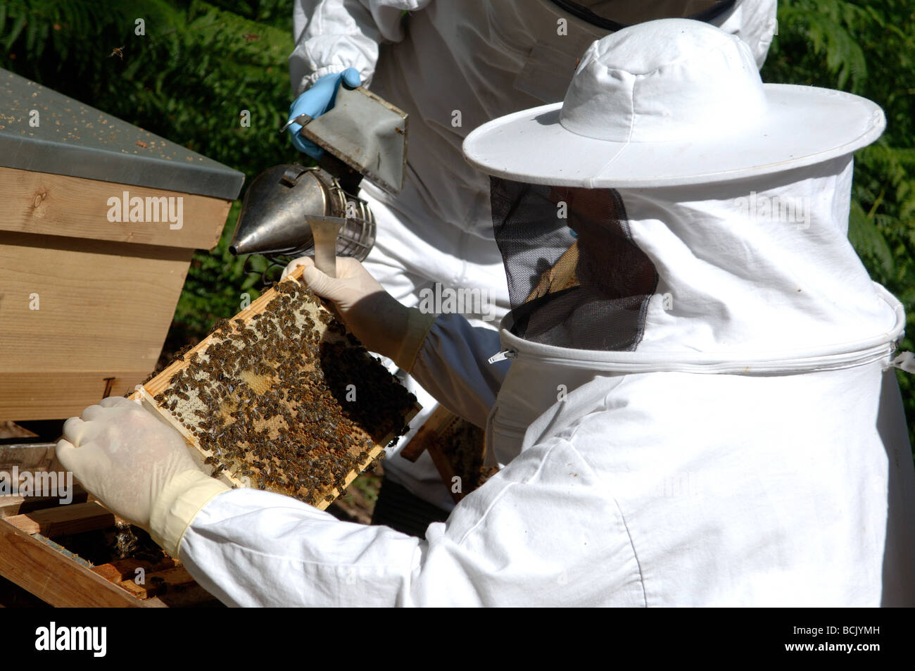 Bee keeper inspecting a national bee hive Stock Photo - Alamy