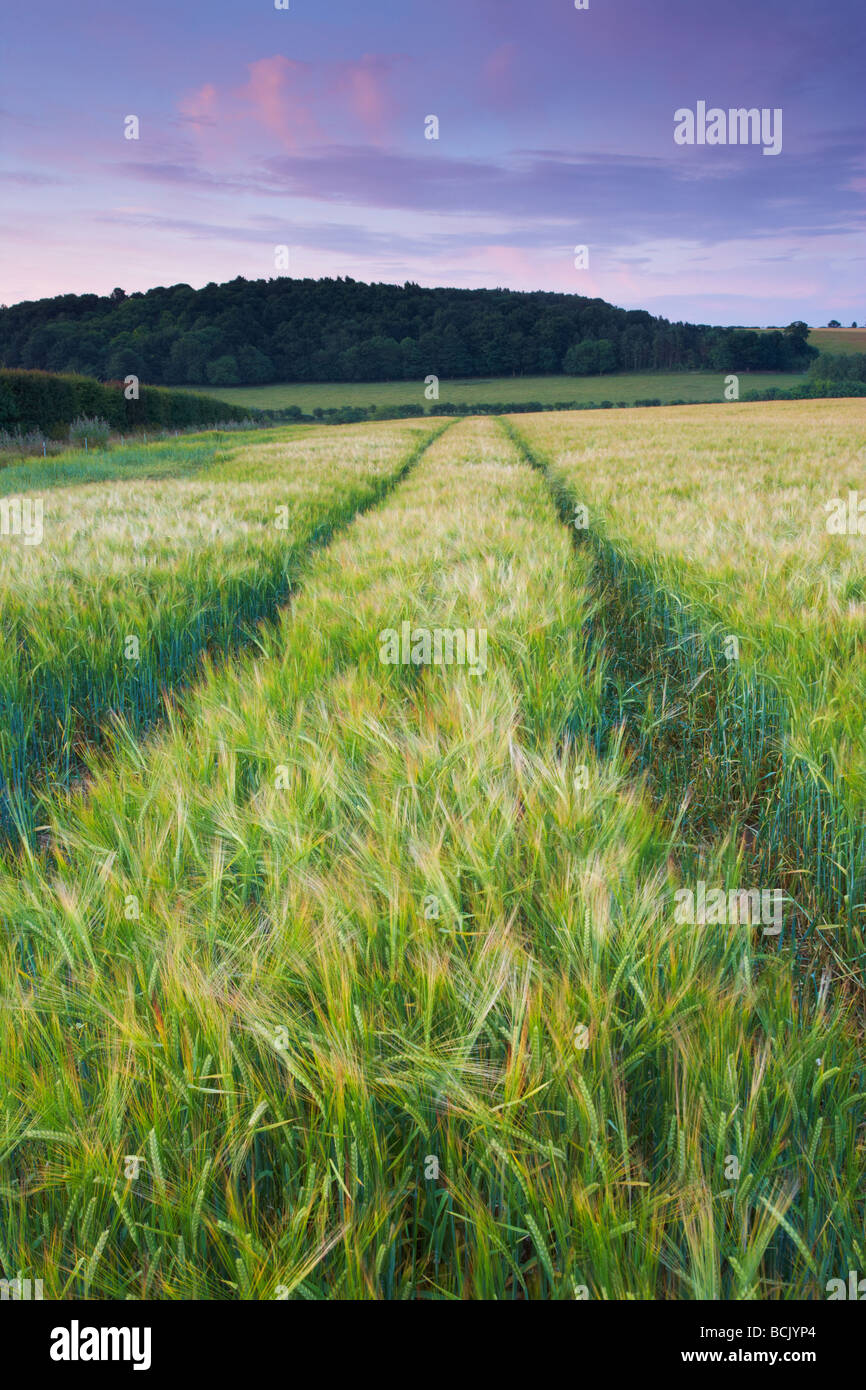 Norfolk rolling hills hi-res stock photography and images - Alamy