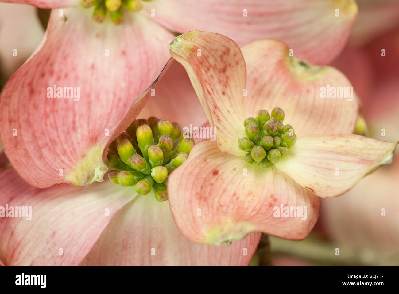 pink dogwood on tree branch in early Spring blooming beautifully Stock ...