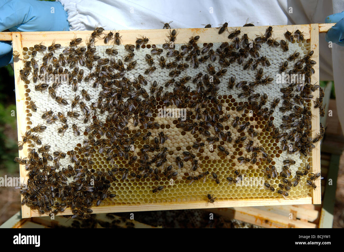 Brood frame from a bee hive Stock Photo - Alamy