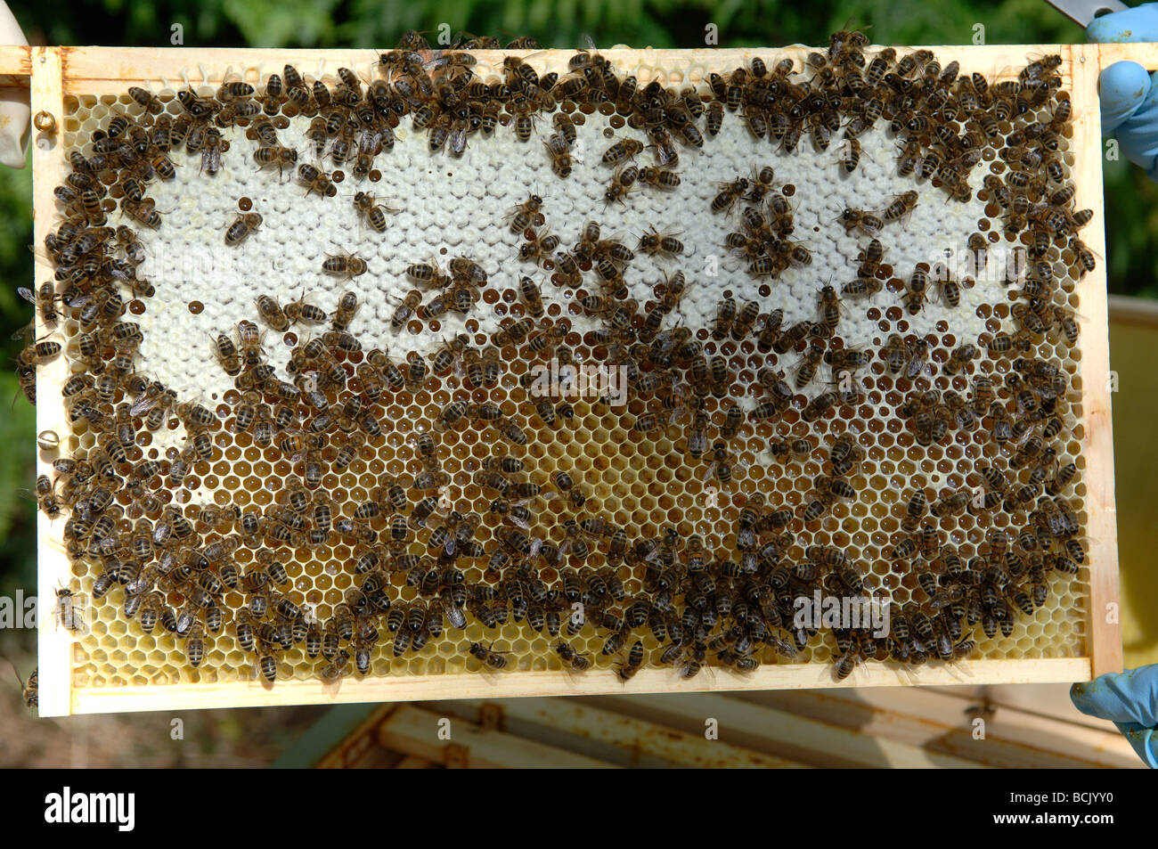 Brood frame from a bee hive Stock Photo - Alamy