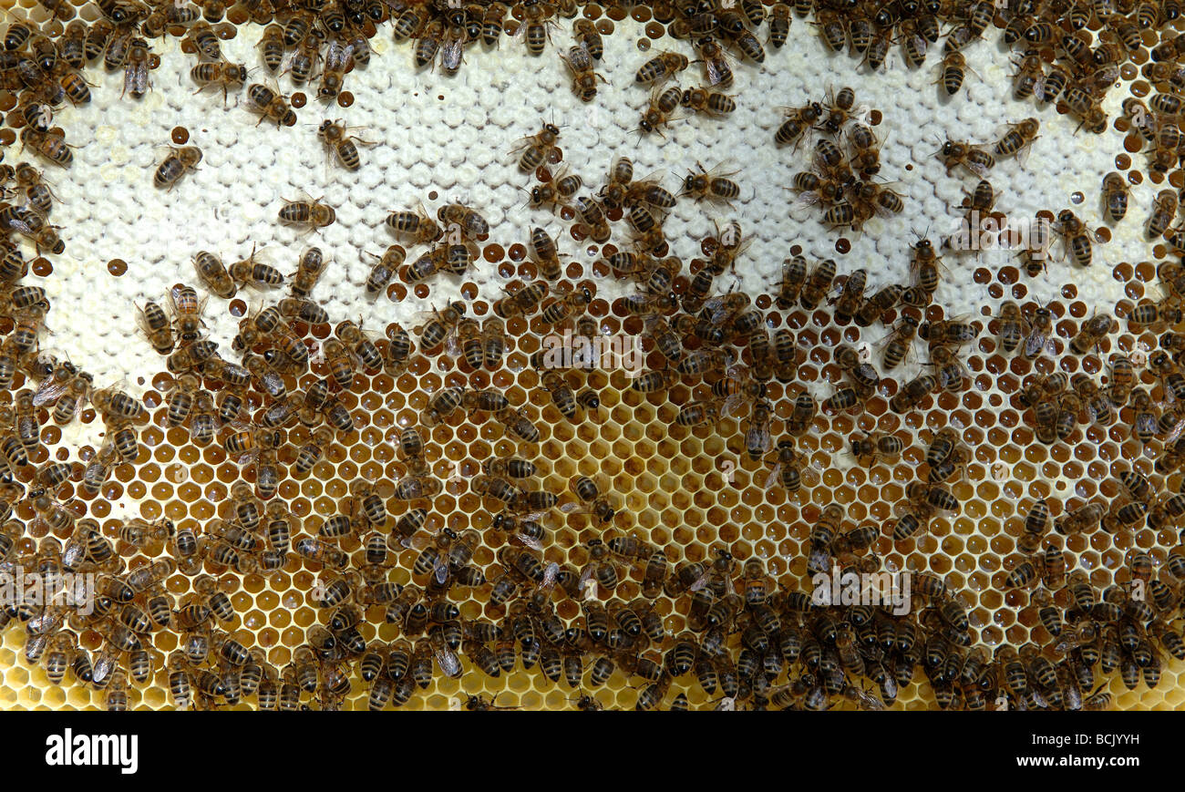 Brood frame eggs larvae sealed hi-res stock photography and images - Alamy