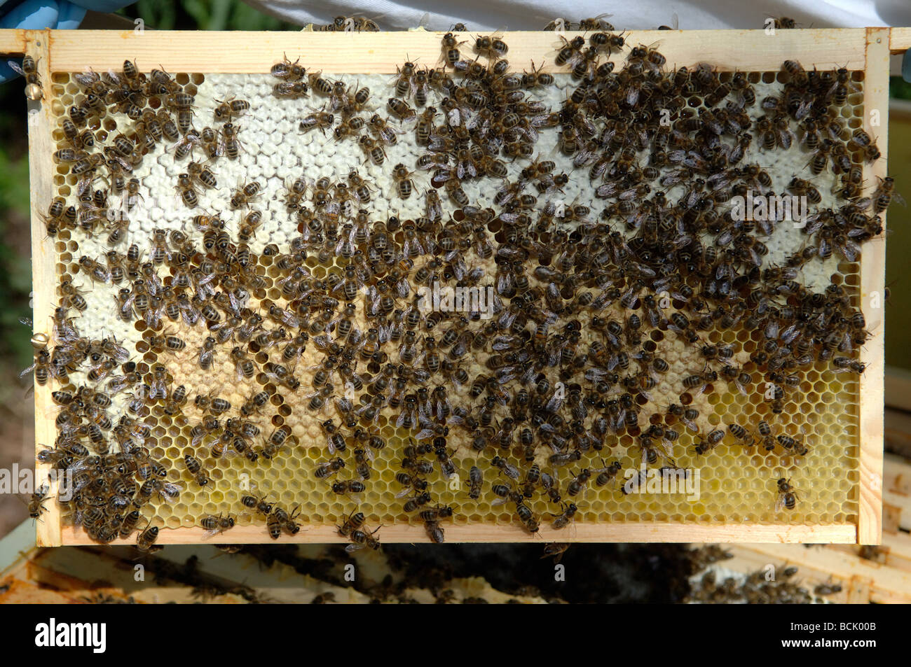 Brood frame from a bee hive Stock Photo - Alamy