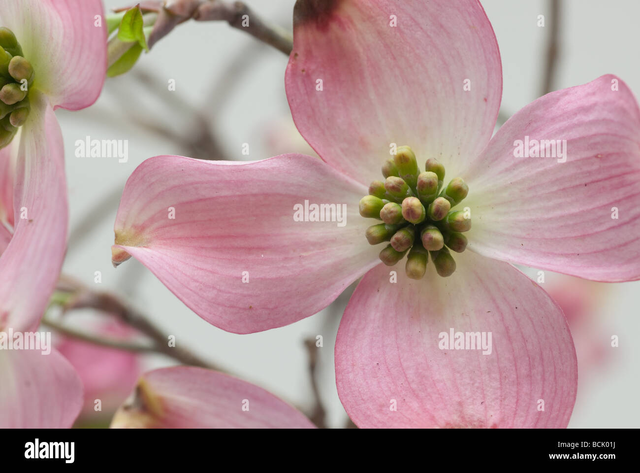 Dogwood bloom hi-res stock photography and images - Alamy