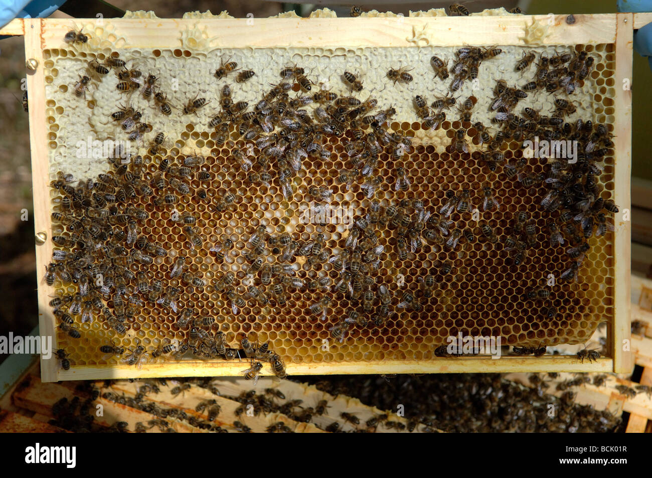 Brood frame from a bee hive Stock Photo - Alamy