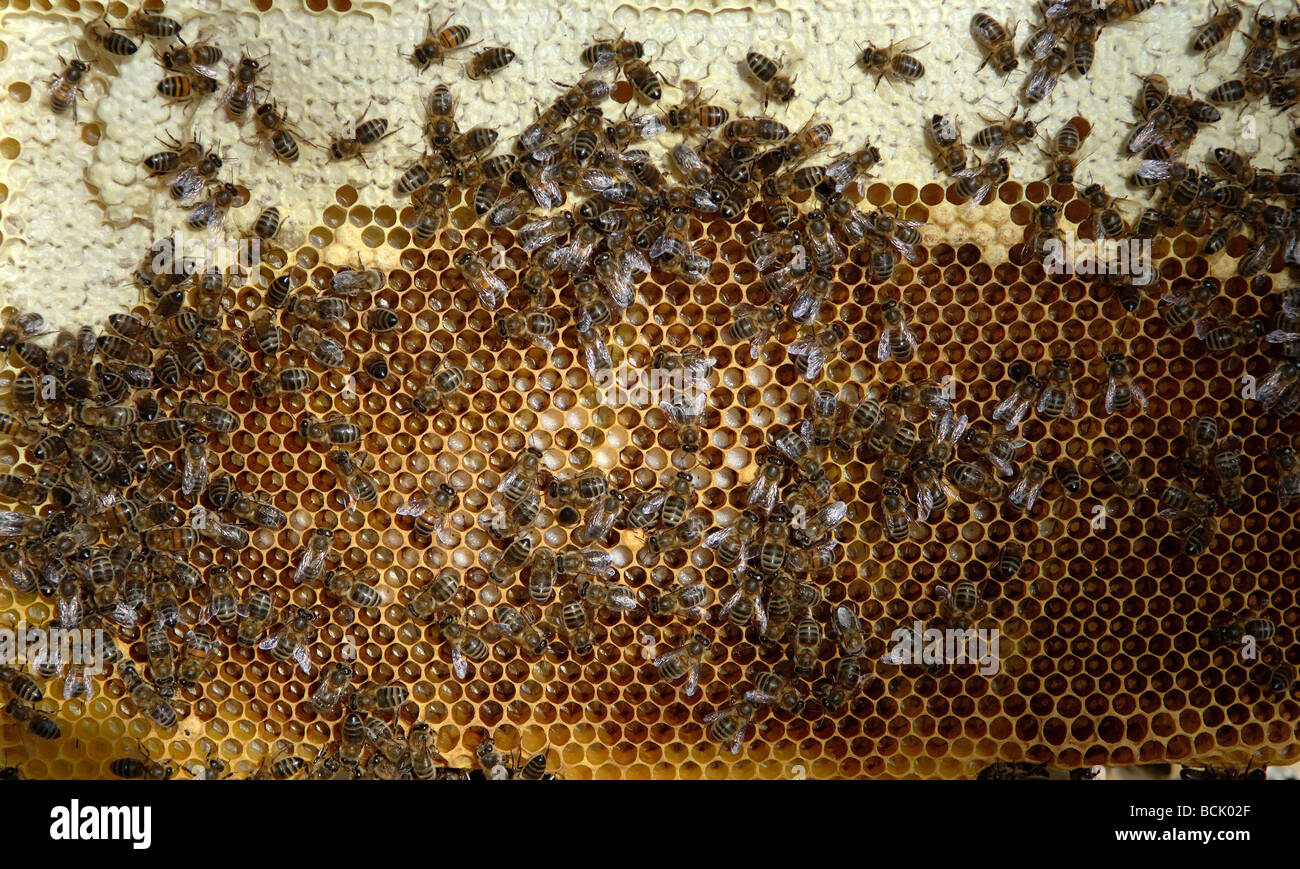 Brood frame from a bee hive Stock Photo - Alamy