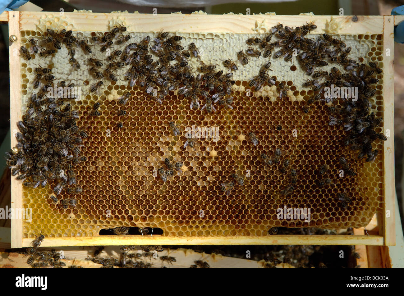 Brood frame from a bee hive Stock Photo - Alamy