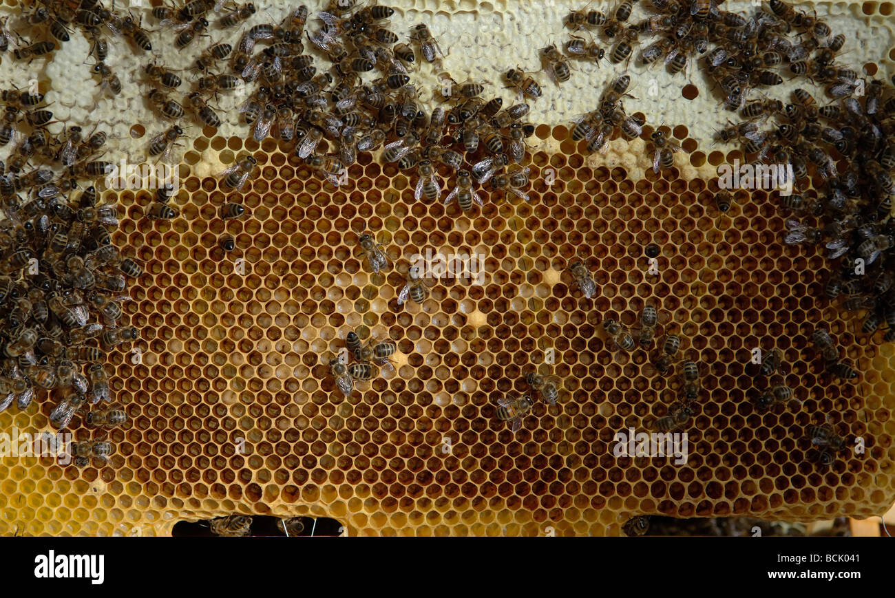Brood frame from a bee hive Stock Photo - Alamy