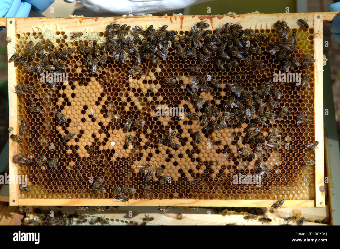 Brood frame from a bee hive Stock Photo - Alamy