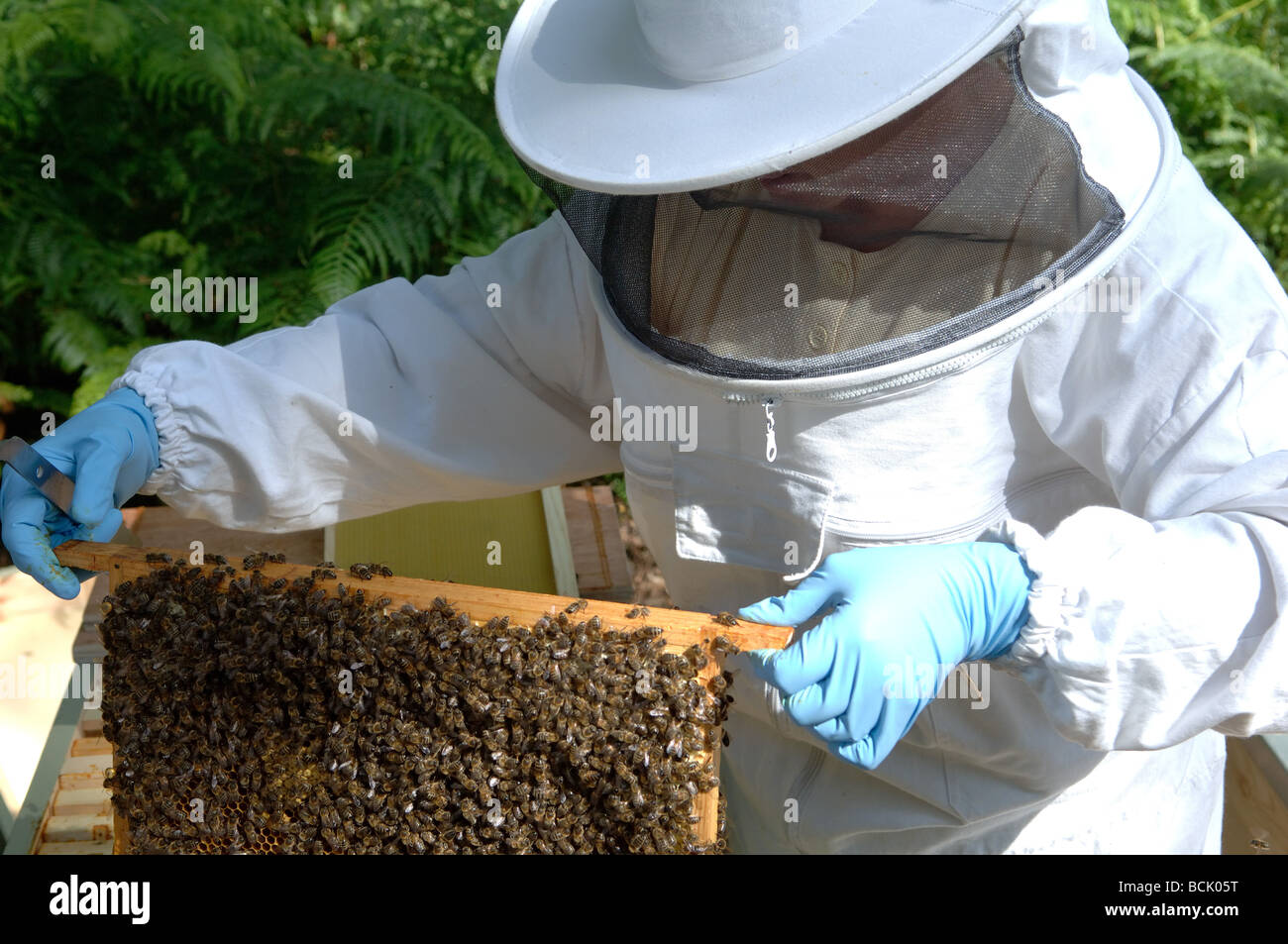 Brood frame eggs larvae sealed hi-res stock photography and images - Alamy