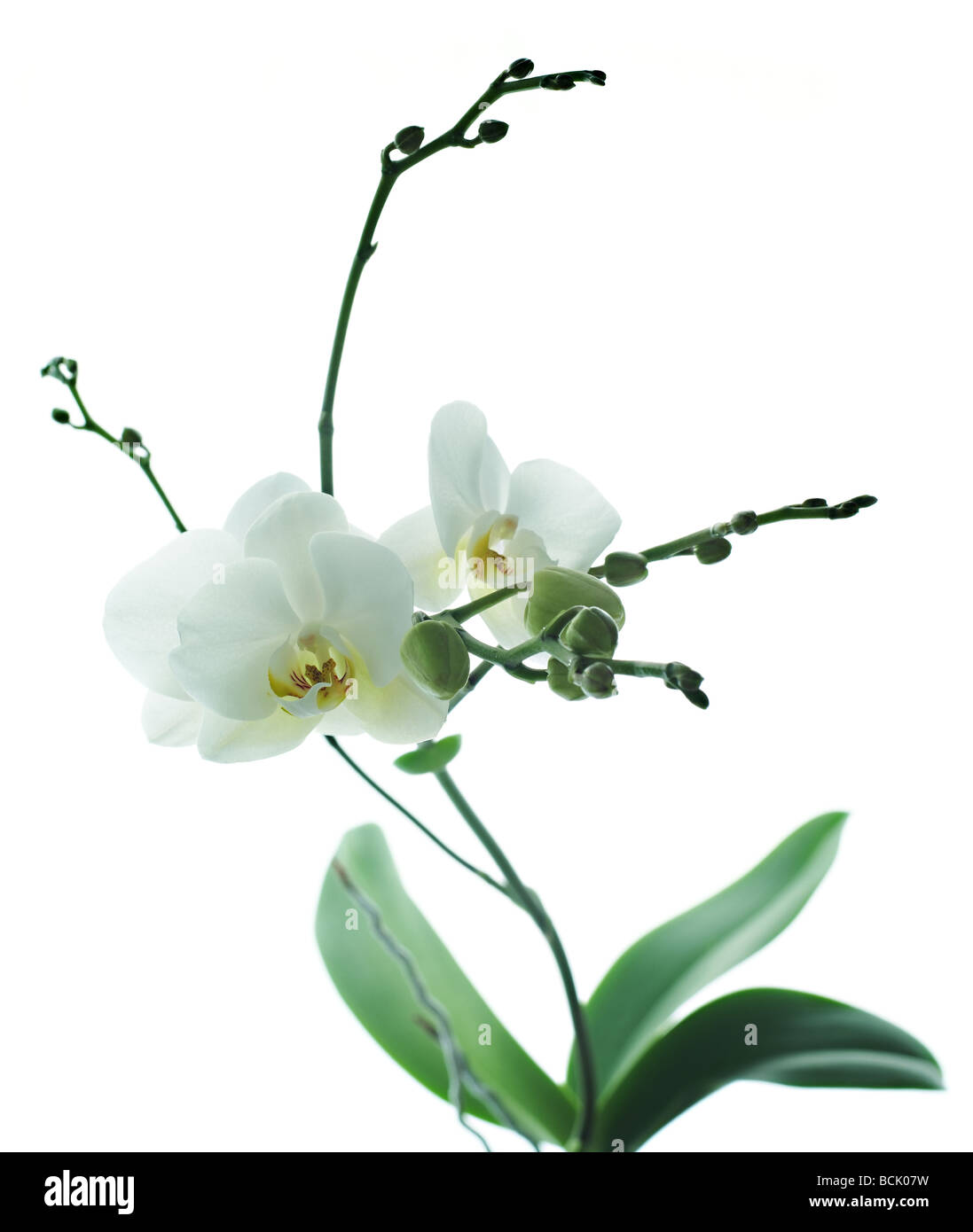 White phalaenopsis orcids isolated on whie background Stock Photo - Alamy
