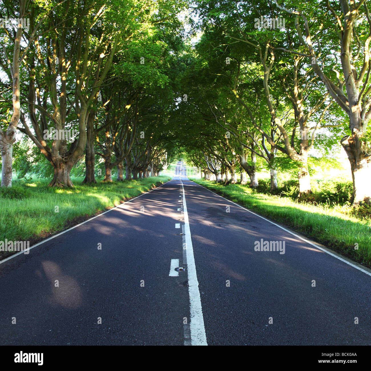 Trees canopy road hi-res stock photography and images - Alamy