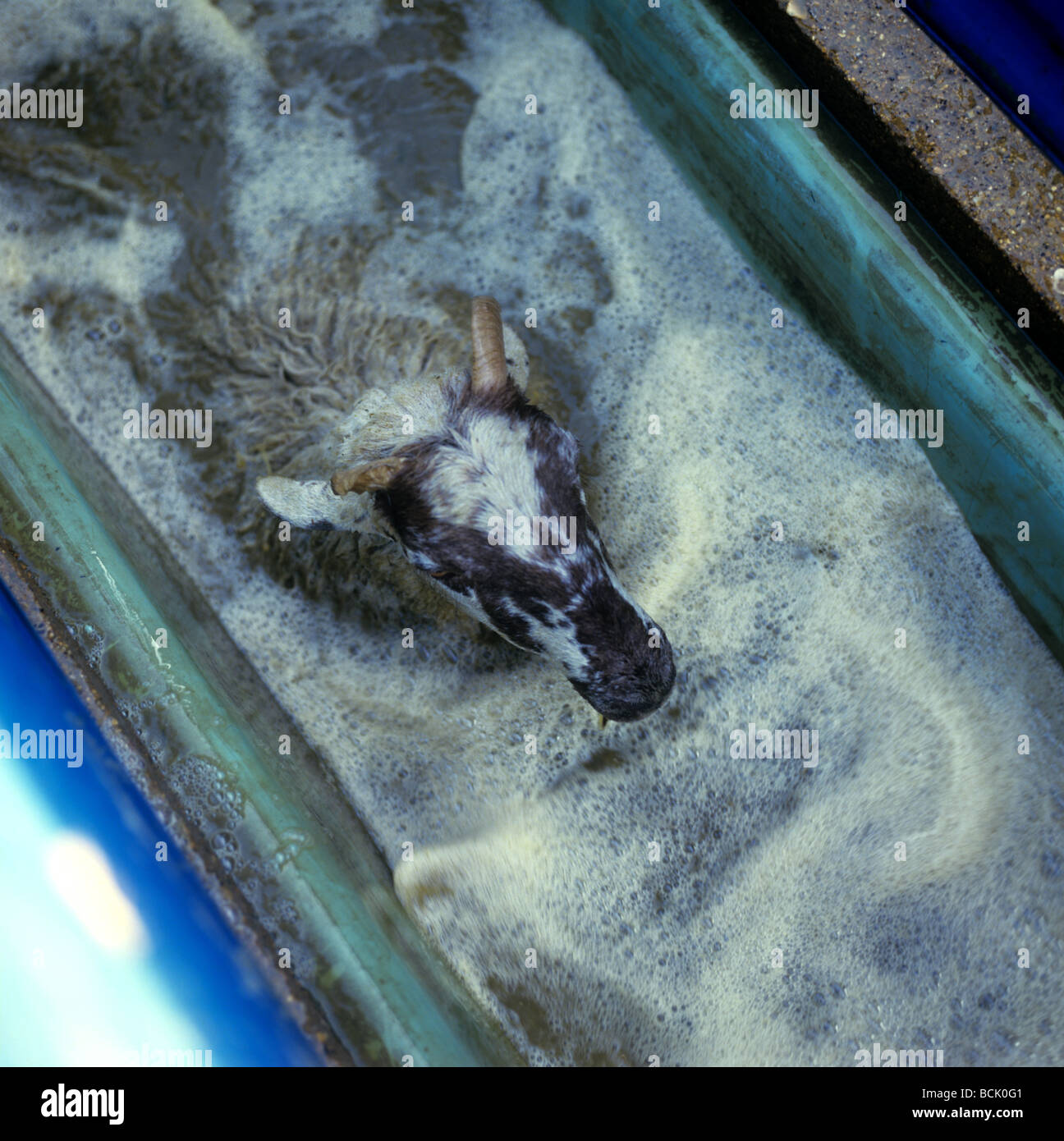 Control Of Head Lice High Resolution Stock Photography and Images - Alamy