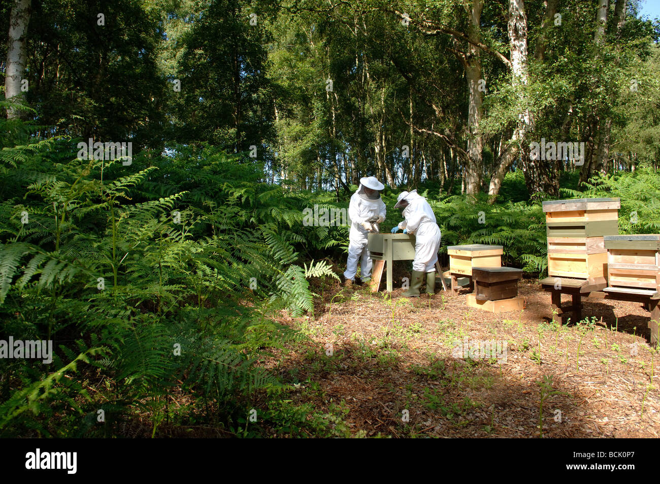 Brood frame eggs larvae sealed hi-res stock photography and images - Alamy
