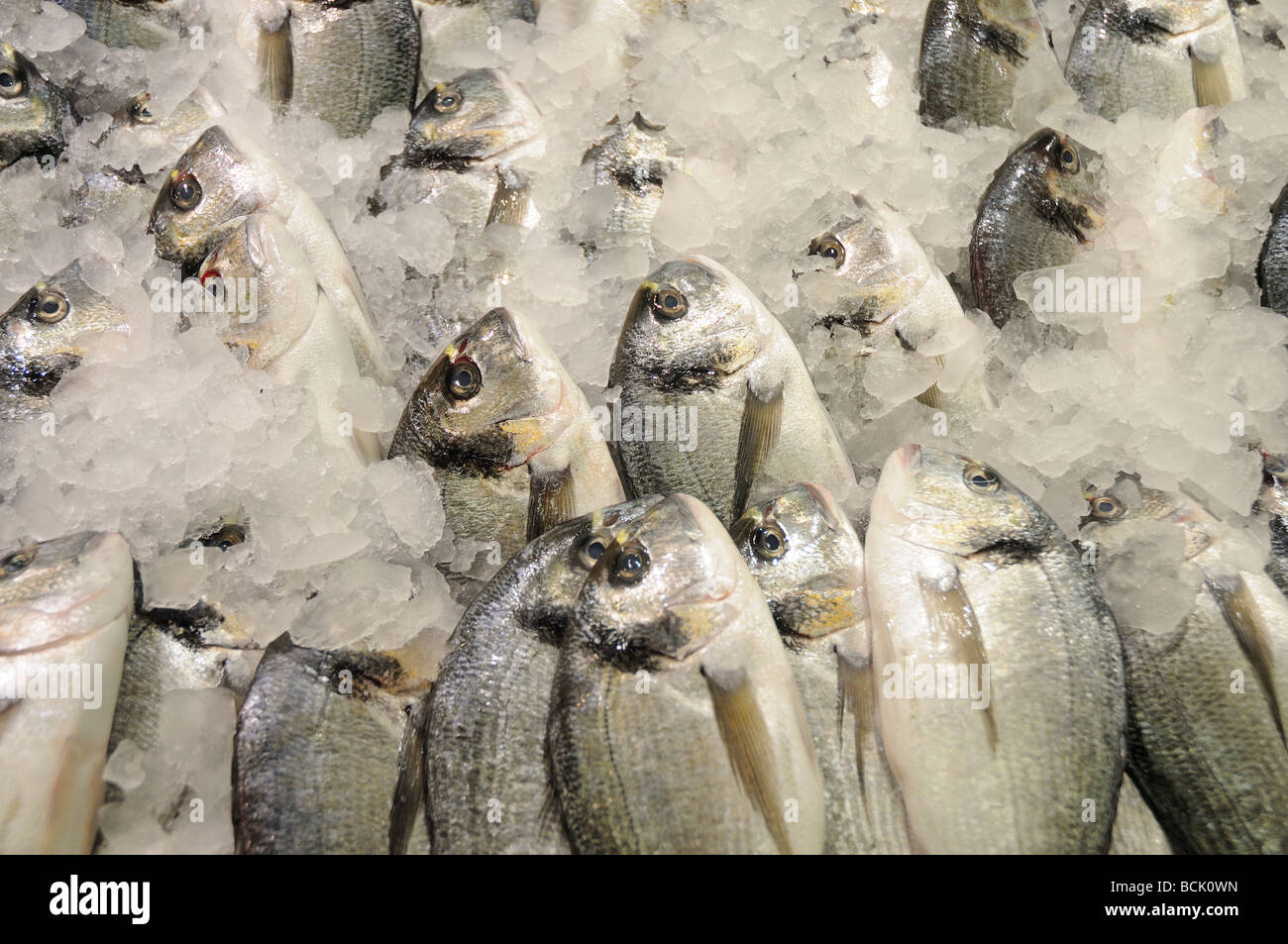 Fish for Sale in Nerja. Typical Spanish food on the Costa Del Sol In ...