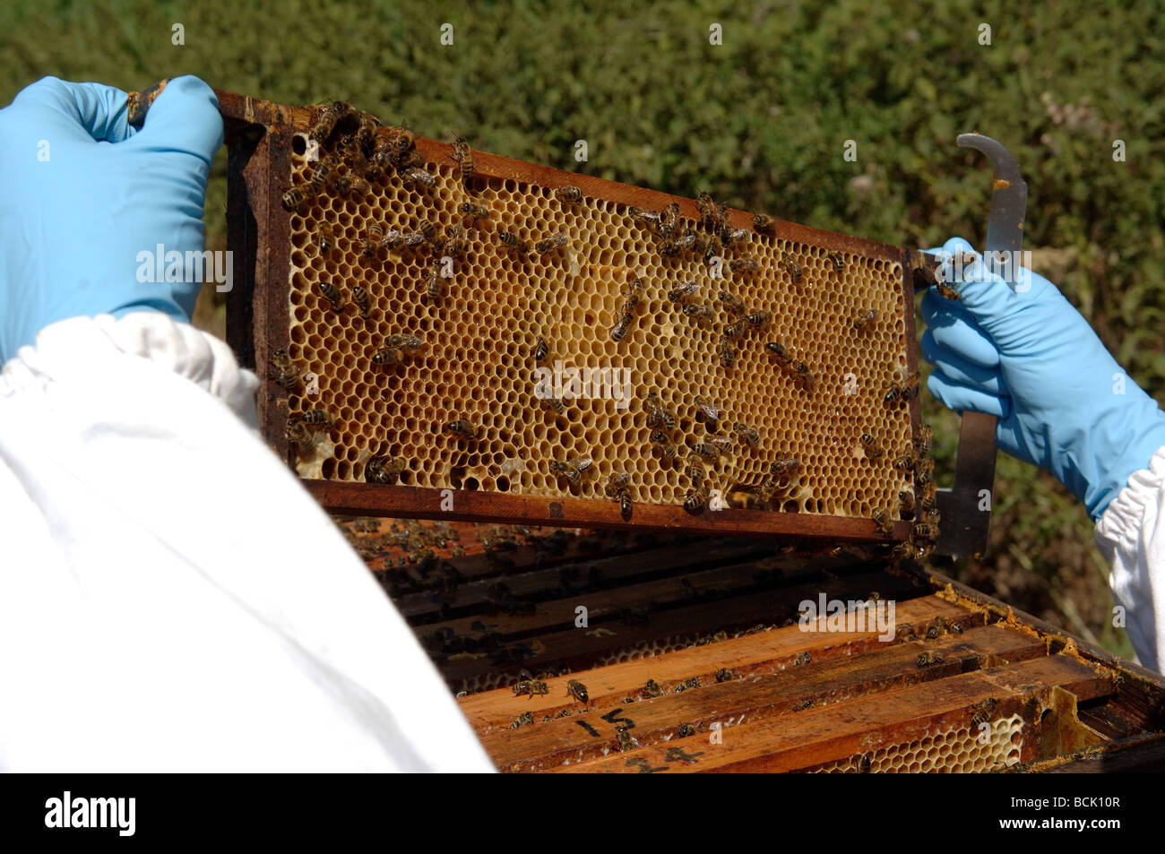 Bee keeper inspecting a national bee hive Stock Photo - Alamy