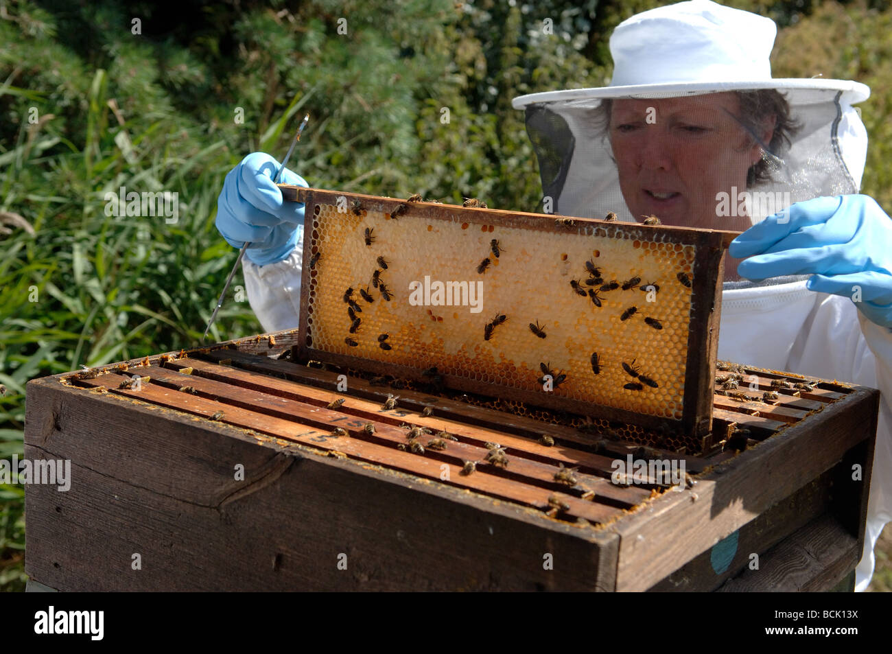 National bee hive hi-res stock photography and images - Alamy