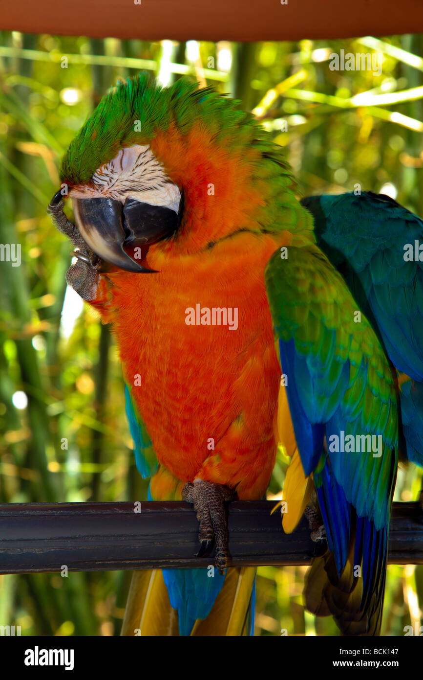 Parrot in Florida Zoo Stock Photo - Alamy