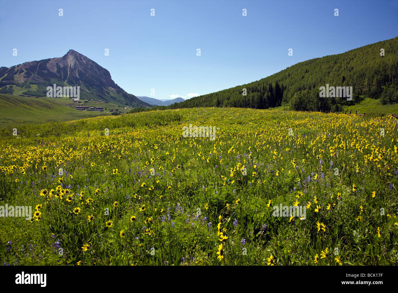 View from Snodgrass Mountain of a pasture full of wildflowers including ...