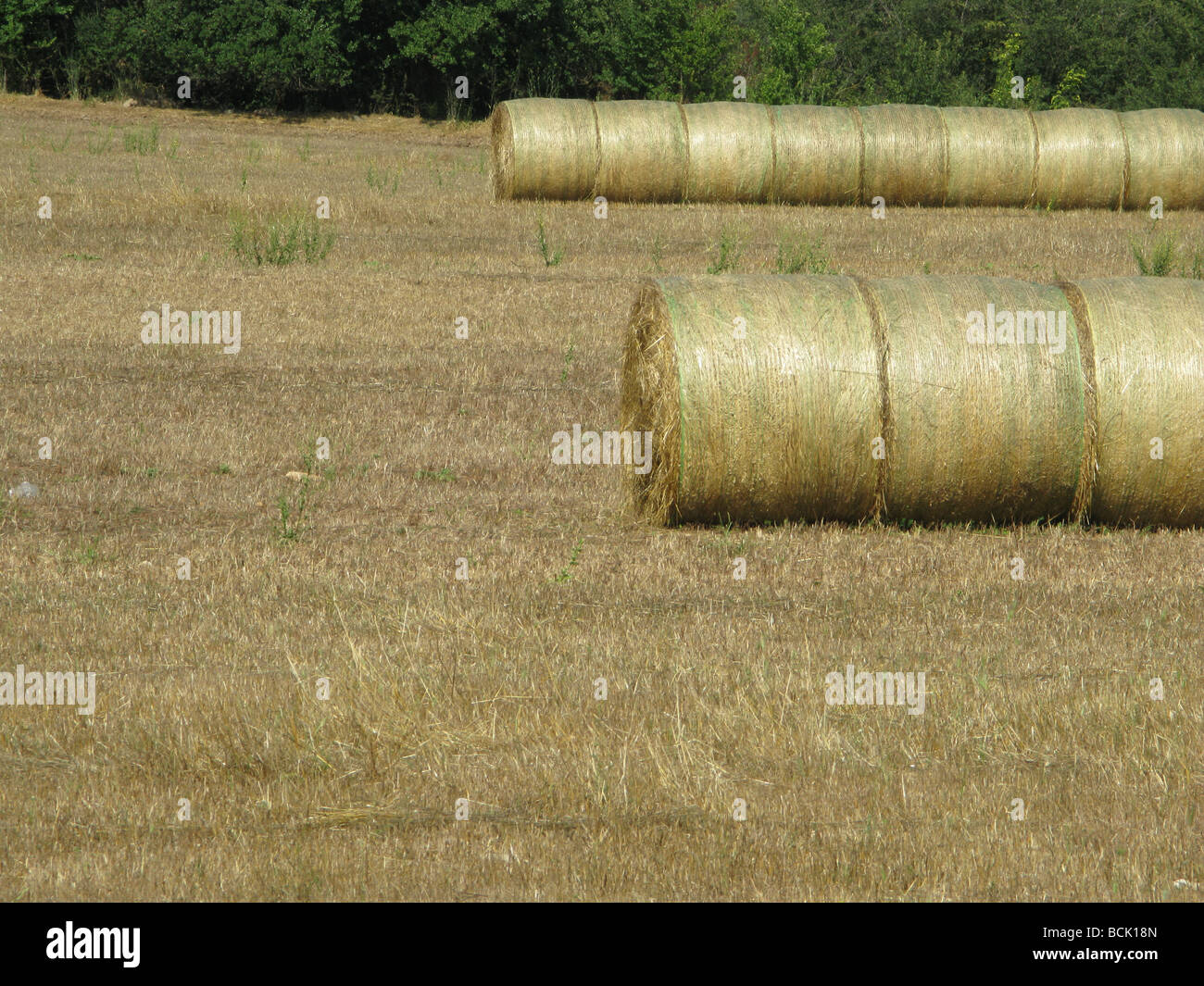 Lots of straw bales hi-res stock photography and images - Alamy