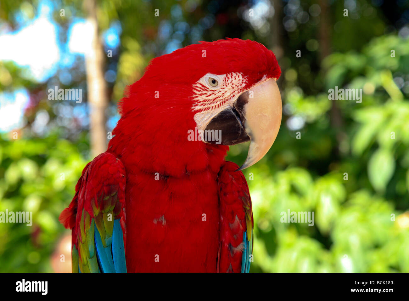 Red Parrot Bird as seen in captivity in Miami; Florida;USA America ...