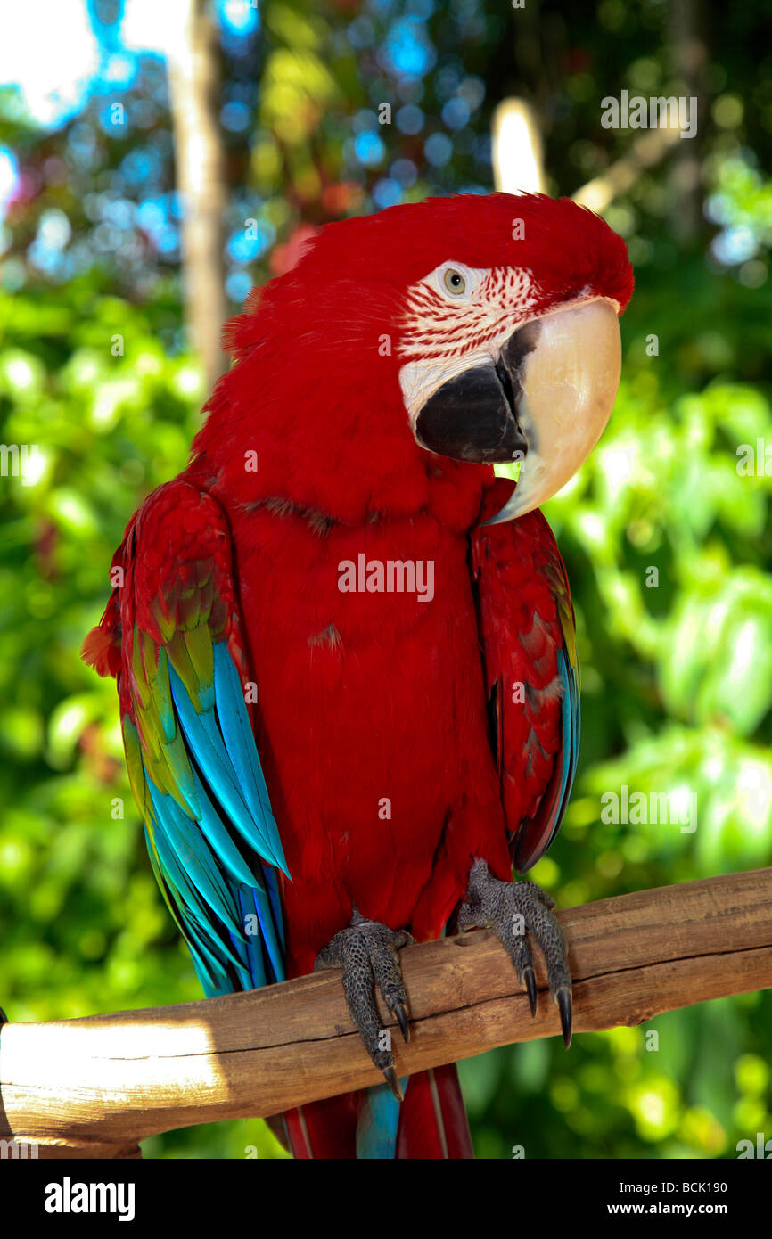 Parrots in captivity in Miami; Florida;USA; America Stock Photo - Alamy