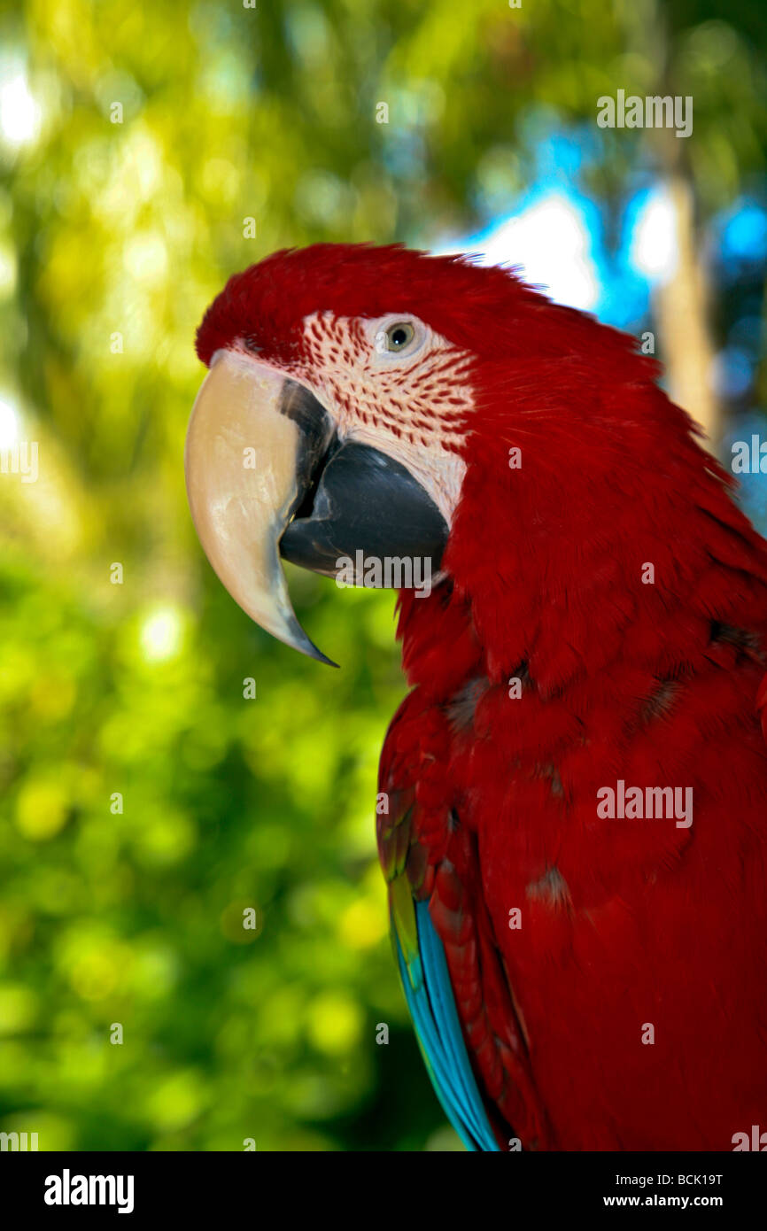 Parrots in captivity in Miami; Florida;USA; America Stock Photo - Alamy