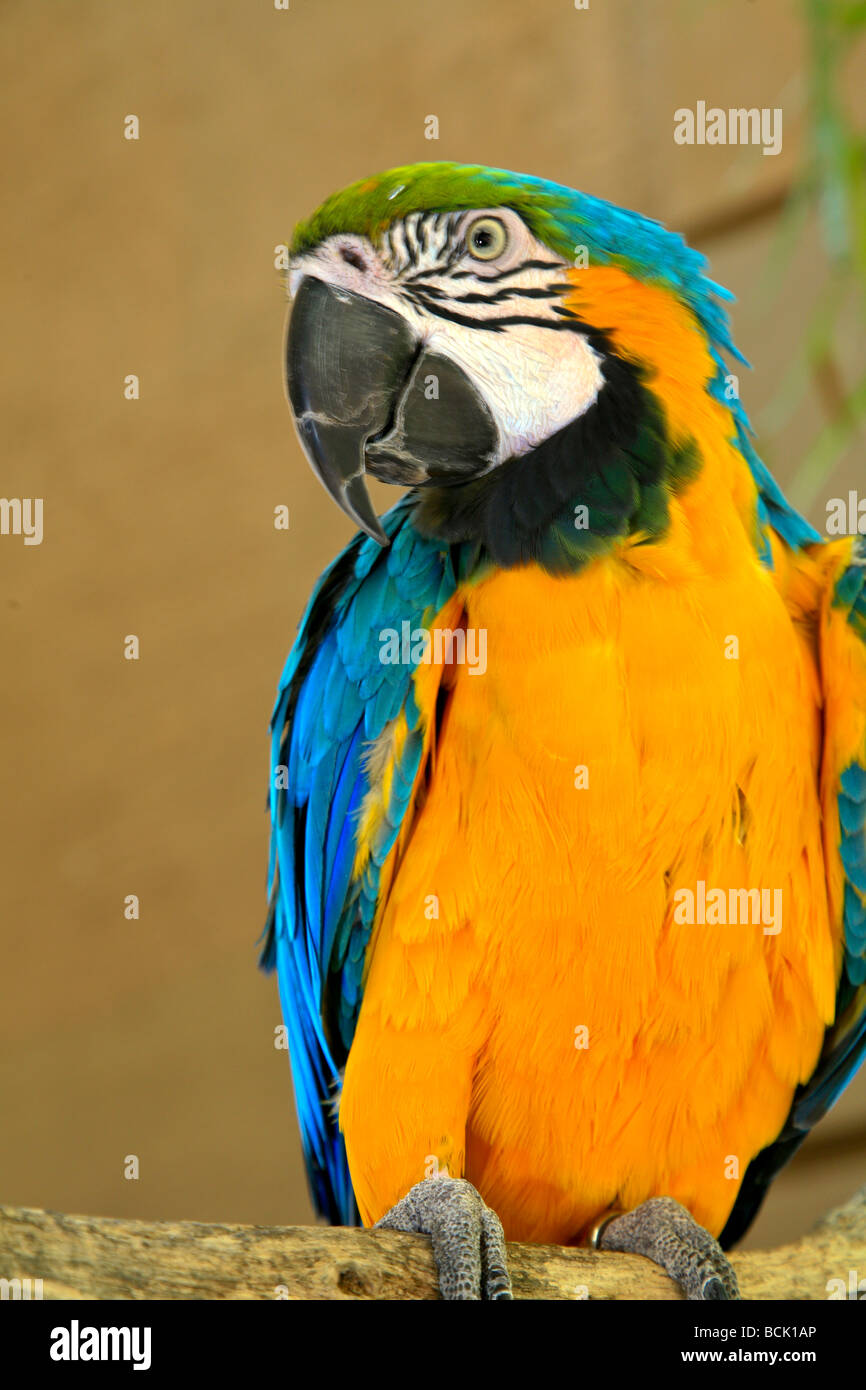 Parrots in captivity in Miami; Florida;USA; America Stock Photo - Alamy