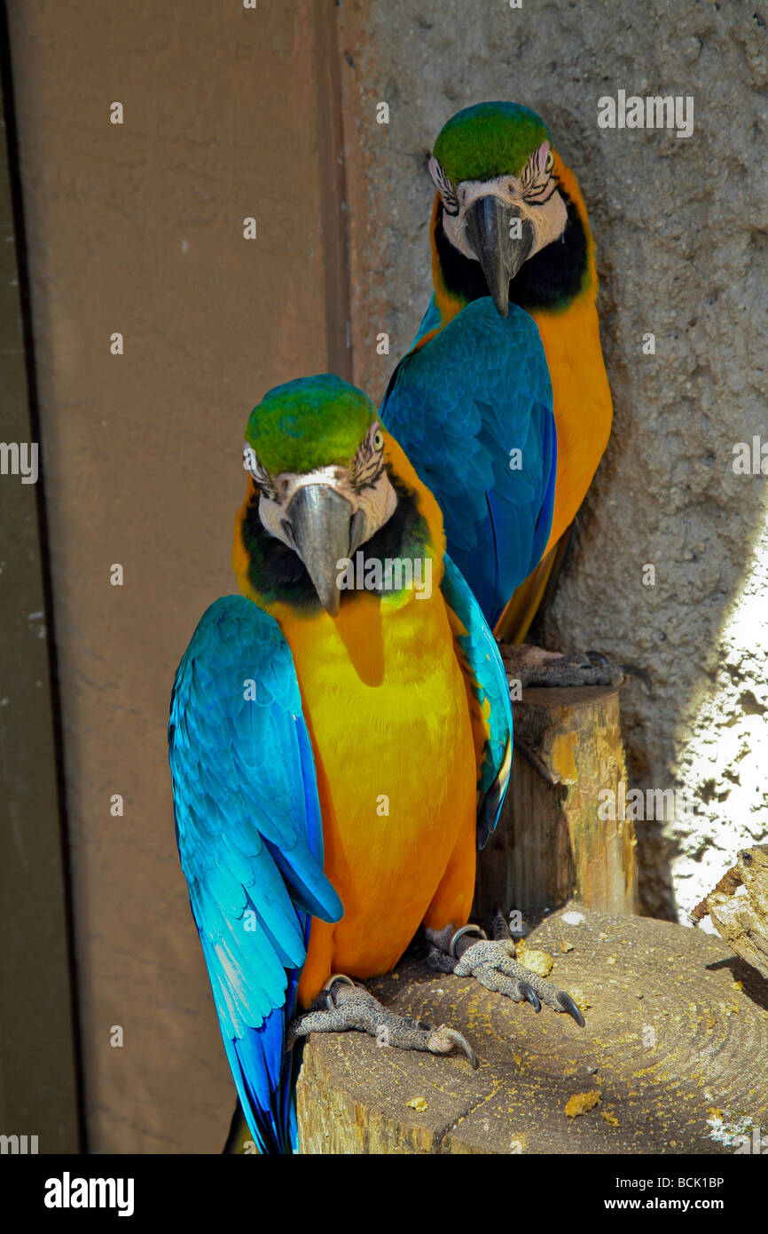 Parrots in captivity in Miami; Florida;USA; America Stock Photo - Alamy