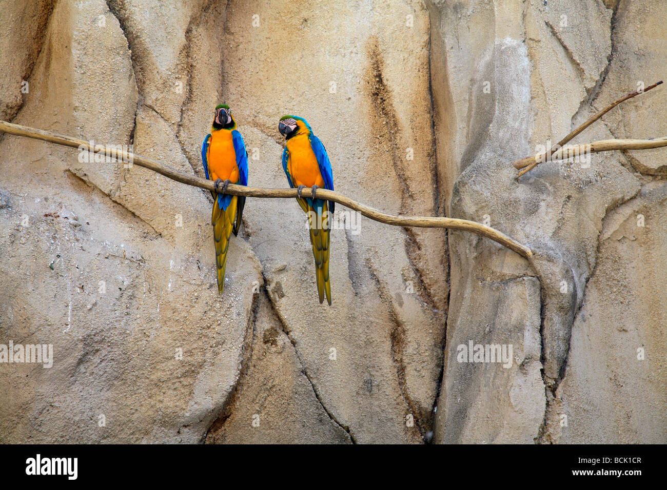 Parrots in captivity in Miami; Florida;USA; America Stock Photo - Alamy
