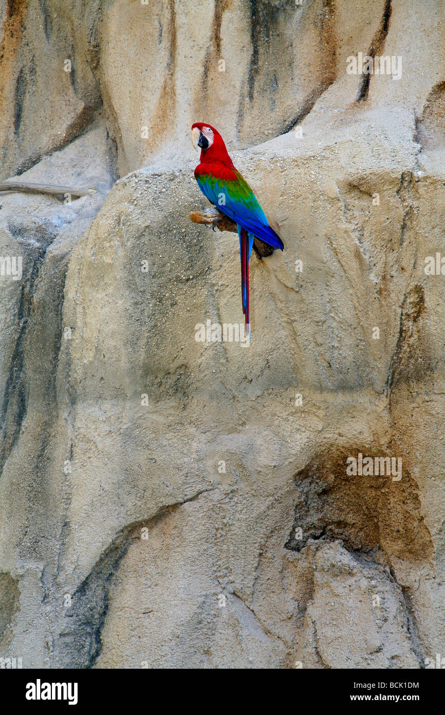 Parrots in captivity in Miami; Florida;USA; America Stock Photo - Alamy
