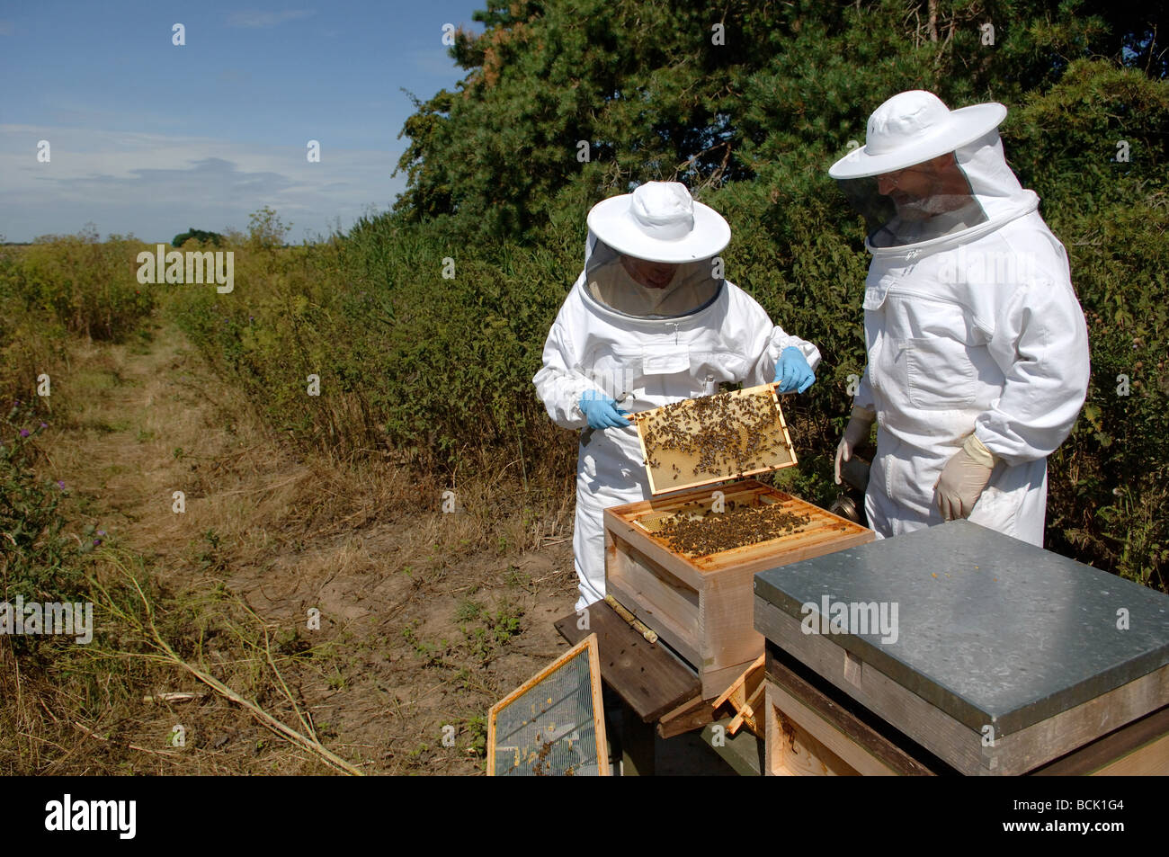 Bee keeper inspecting a national bee hive Stock Photo - Alamy