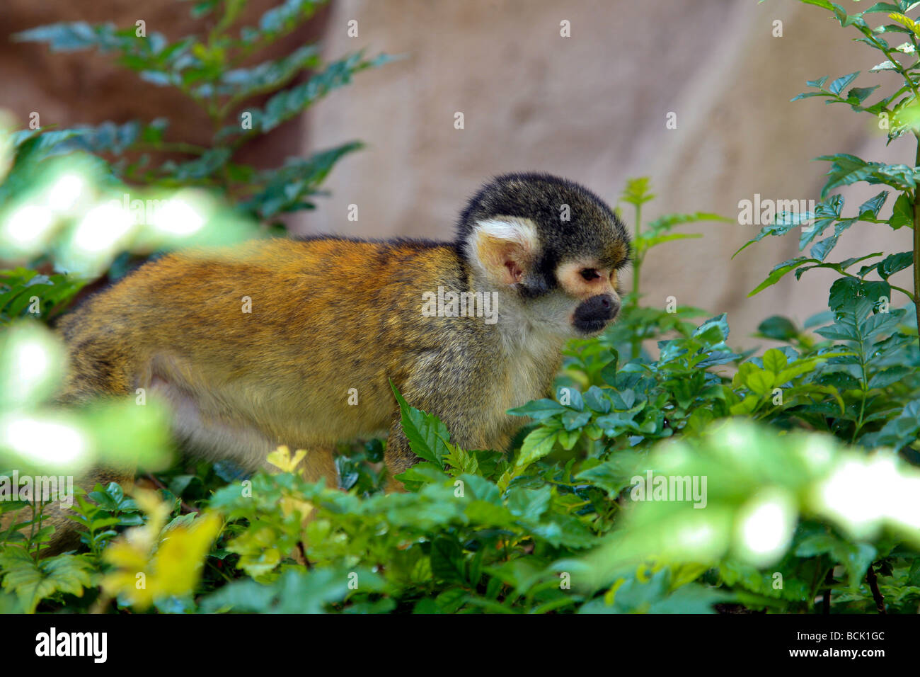 Spider Monkey in Miami Florida, USA,America Stock Photo - Alamy