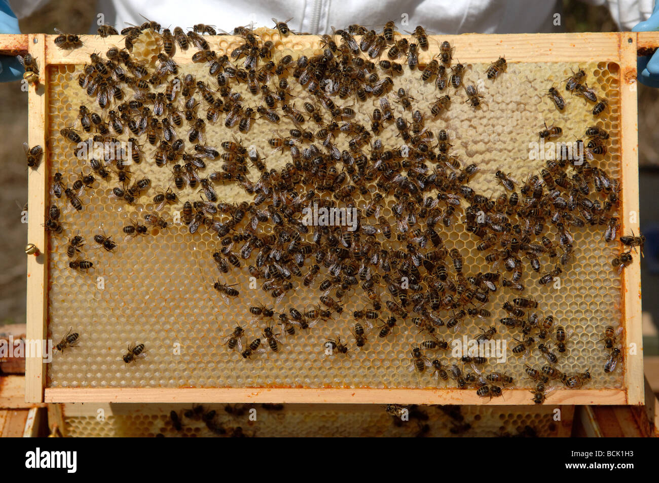 Brood frame from a bee hive Stock Photo - Alamy