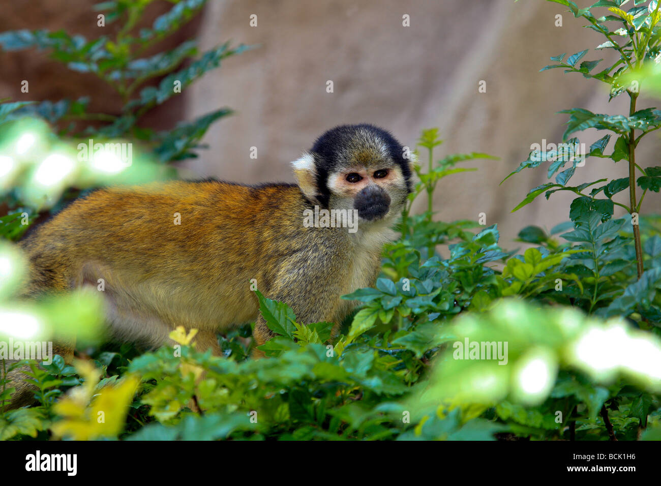 Spider Monkey in captivity in Miami Florida;USA;America Stock Photo - Alamy